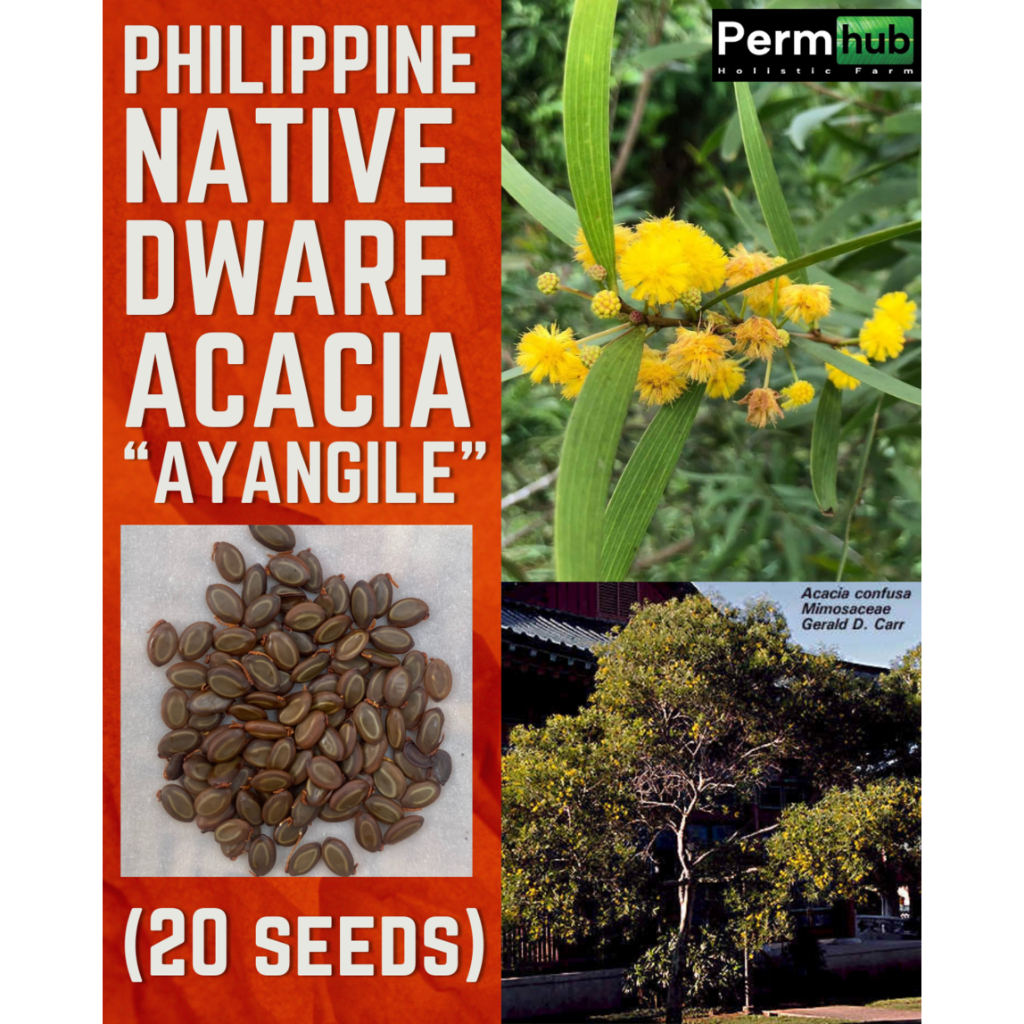 Philippine Native Dwarf Acacia "Ayangile" (20 seeds) | Shopee Philippines