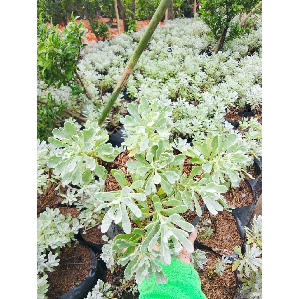 Silver Puyeng/ANG Heng Ho Chinese lucky best indoor decoration | Shopee ...
