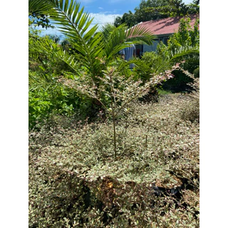 african talisay plants - Best Prices and Online Promos - Jan 2026 ...