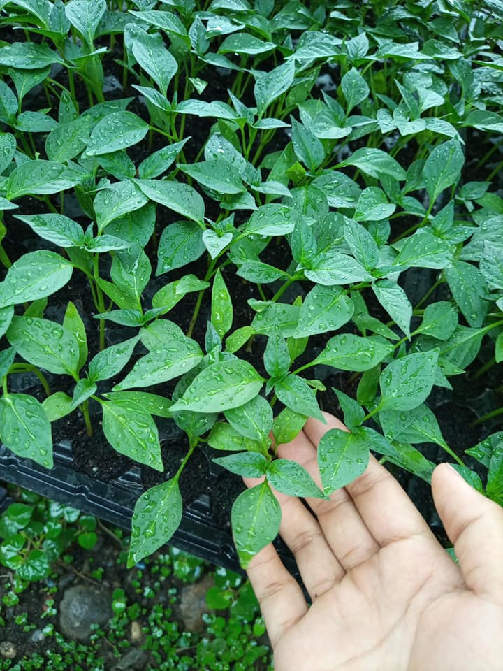 siling panigang 12 pcs (siling haba) Seedlings | Shopee Philippines