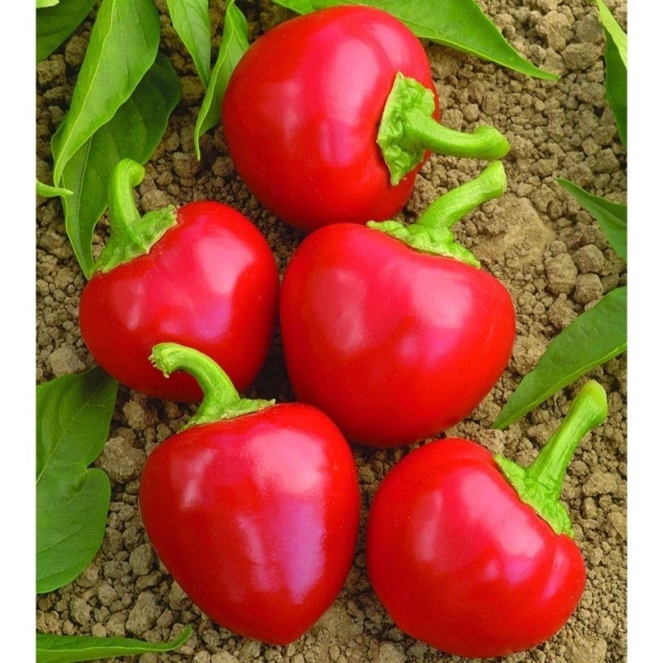 100 seeds Siling Labuyo Hybrid Hot Pepper Taiwan Chili /Siling Taiwan ...