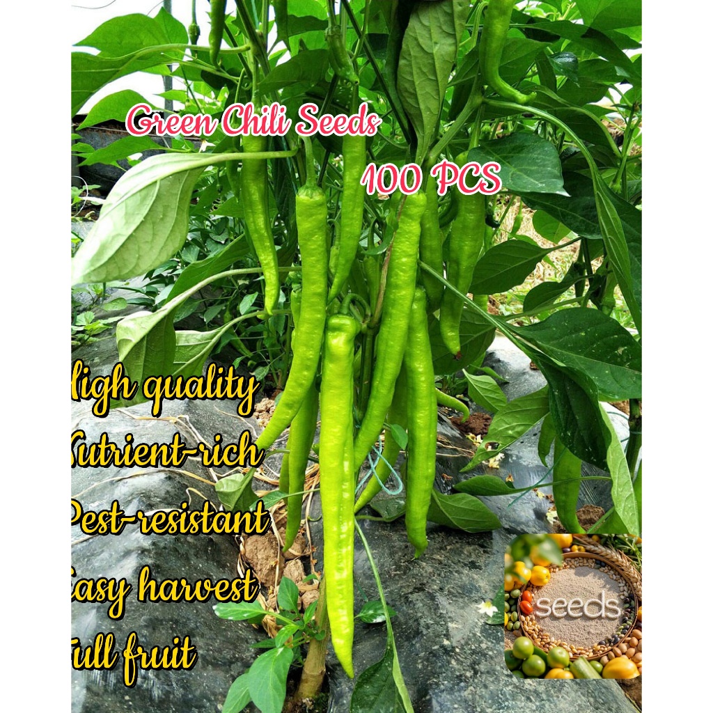 (100Seeds/Pack)SILI PANIGANG/Siling Haba/Hot Pepper Green/Bicol Express ...