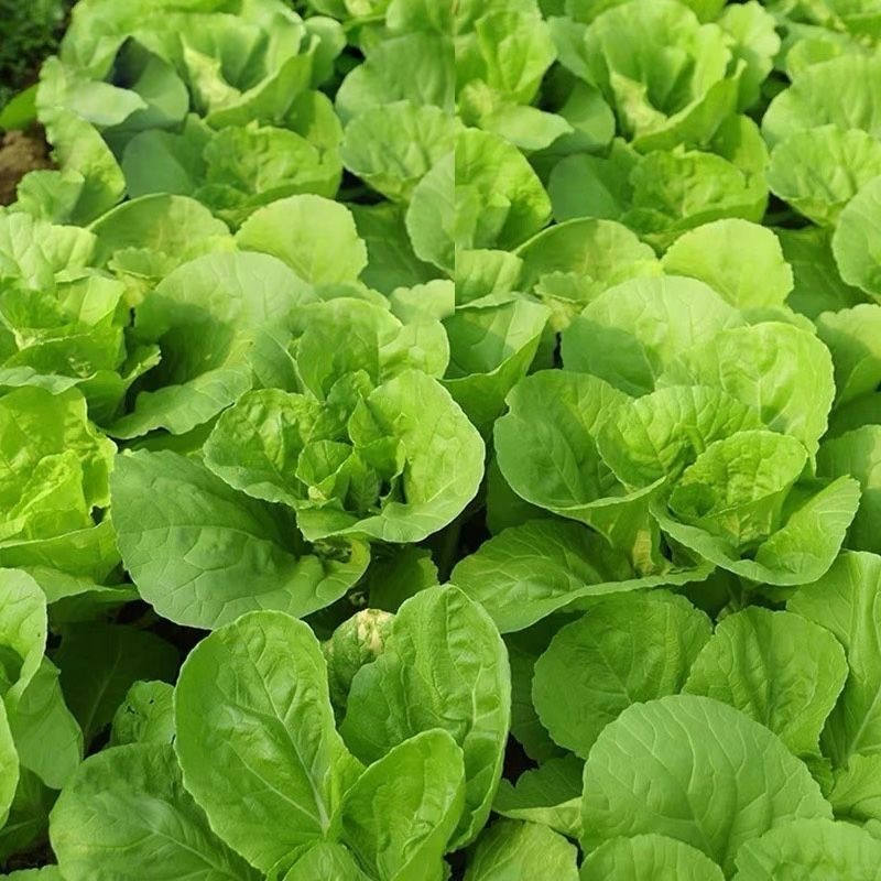 500 seeds PECHAY PAVITO SEEDS Good quality / Easy to grow | Shopee ...