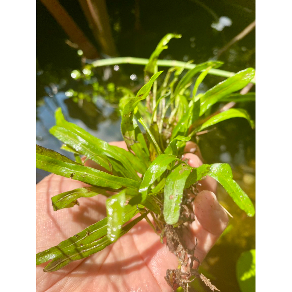 Java fern narrow leaf local (please choose J&T) | Shopee Philippines