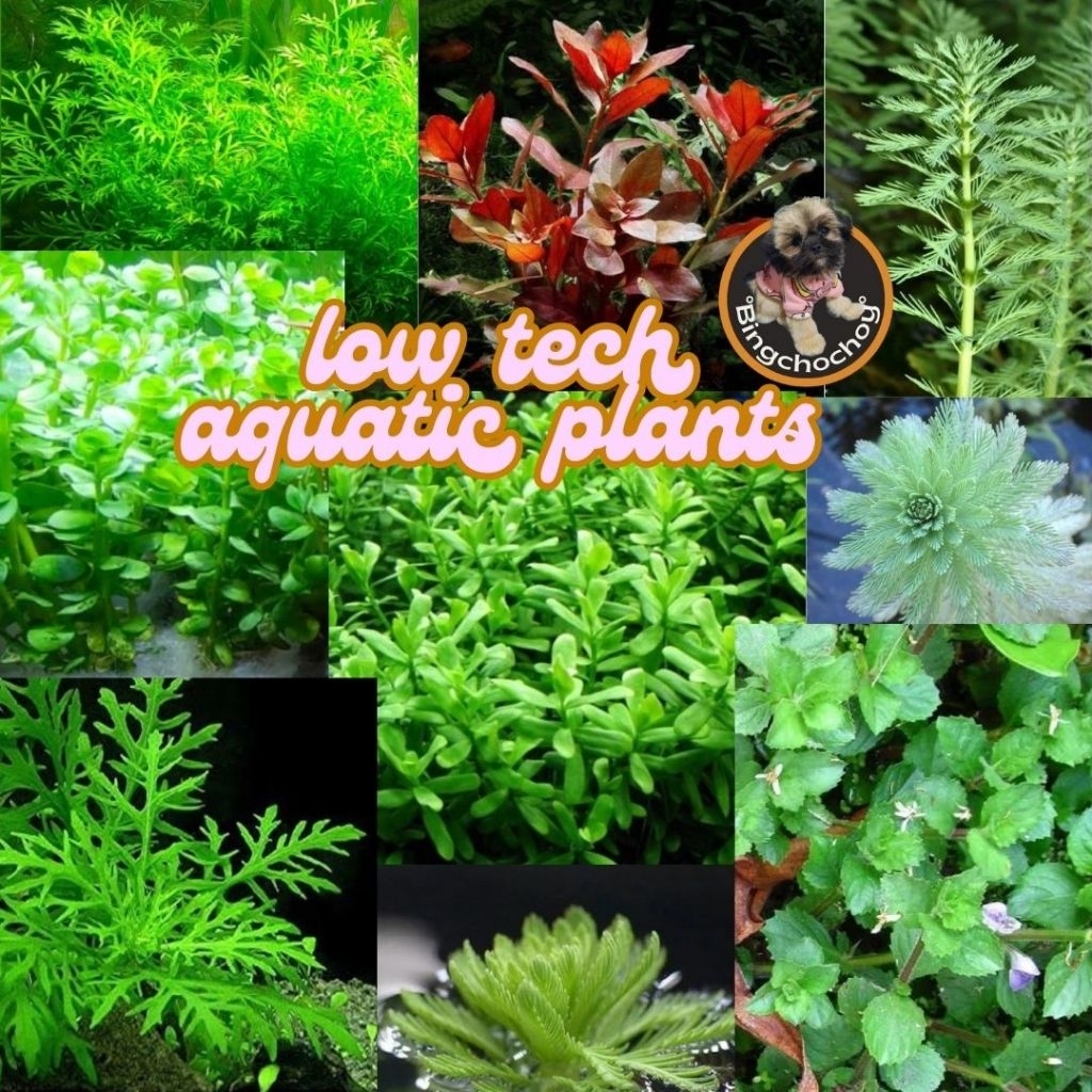 Low tech Aquatic Live Plants Emmersed Sold per Bundle 10pcs | Shopee ...