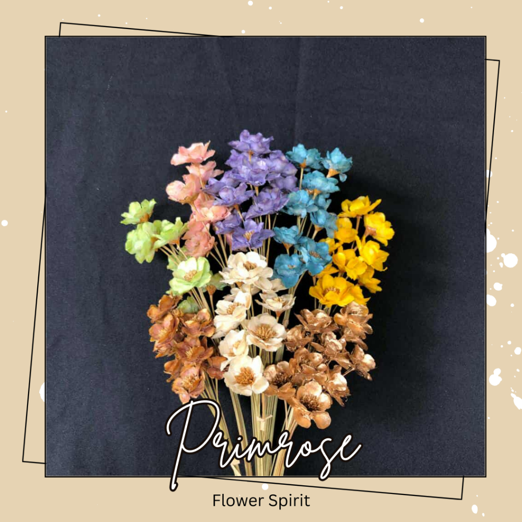 DRIED FLOWERS - Primrose (5 stems and 10 stems) | Shopee Philippines