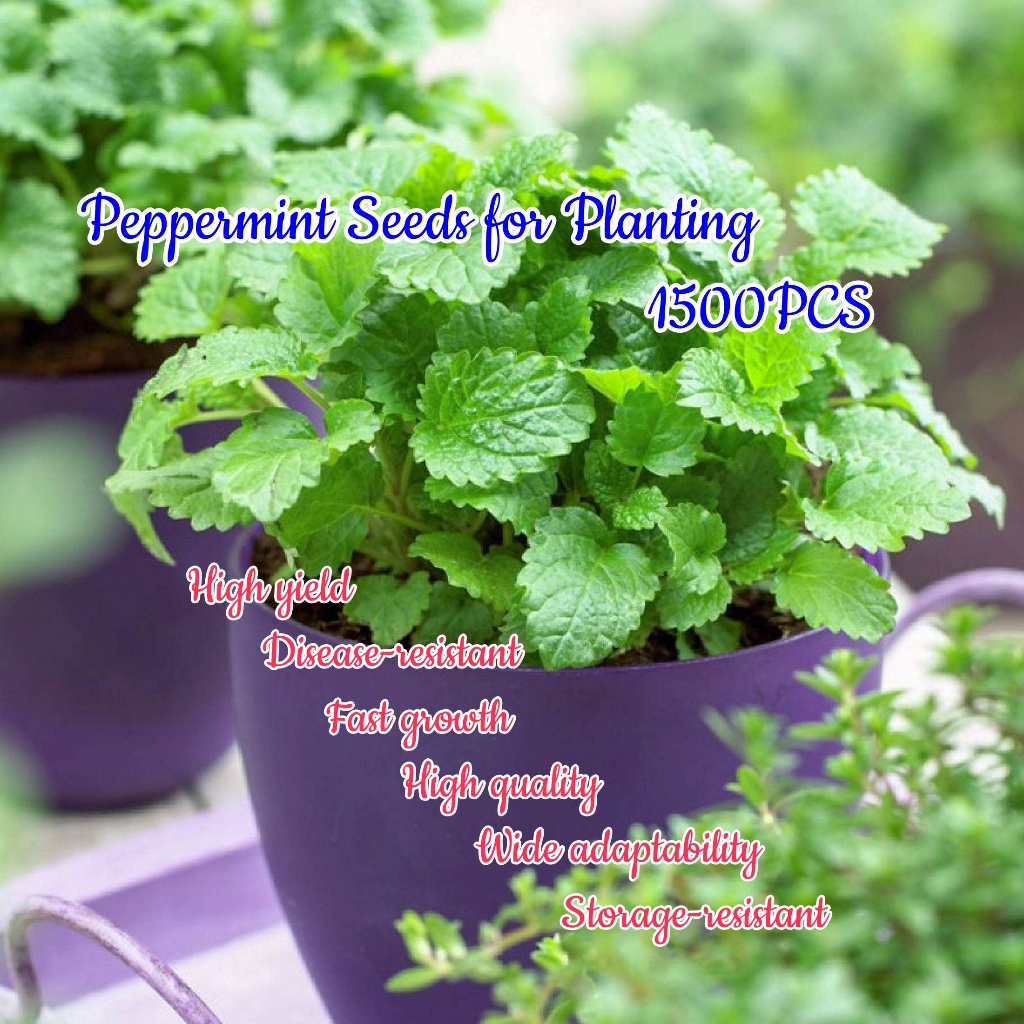 Peppermint Seeds - Fresh 1500 Seeds Edible Natural Mint Herbs Seeds ...