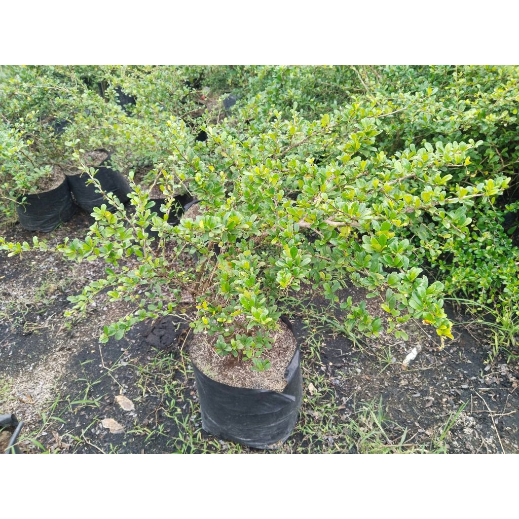 Pokyente Big size / Tsaang gubat live and Rooted Plants | Shopee ...