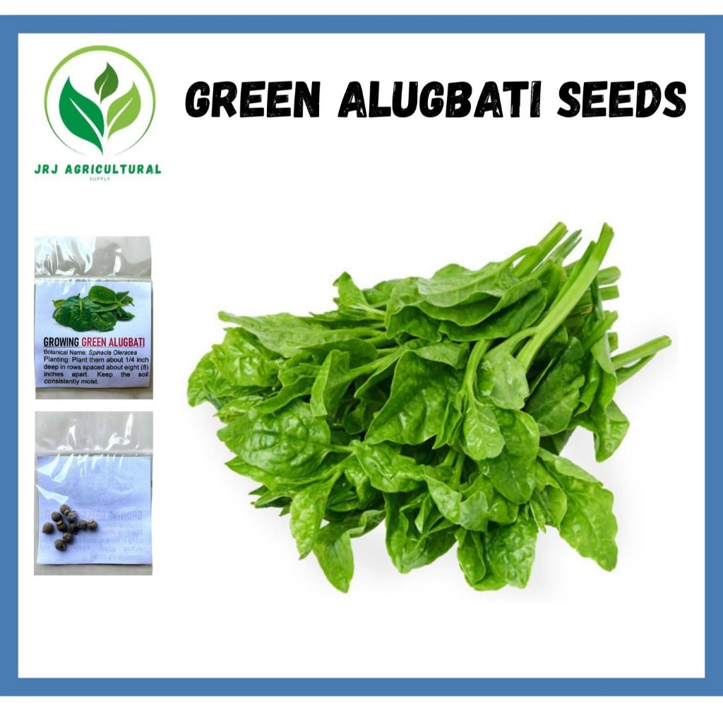 Green alugbati seeds / Green Leaf ( 10pcs seeds ) - 1pack | Shopee ...