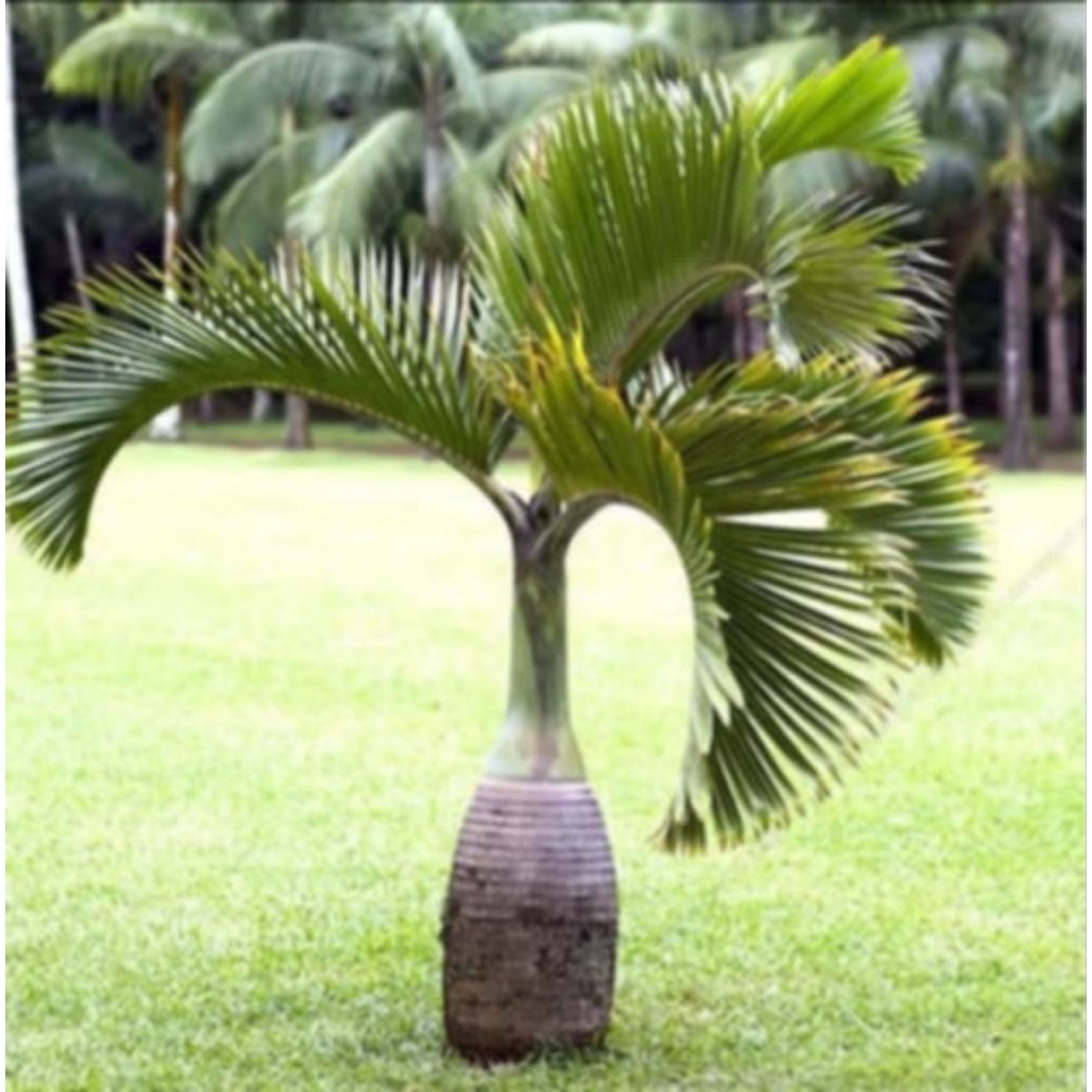 Champagne Palm Tree Garden Tree (Small size/live plant/uprooted ...