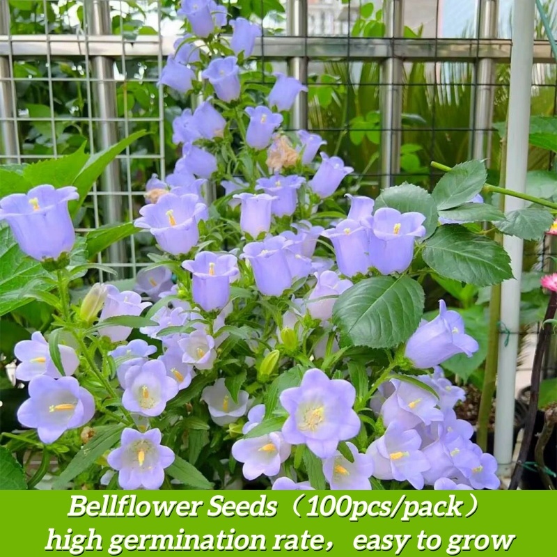 100Pcs+ Fast-Growing Bellflower Seeds–Quick Germination for Early ...