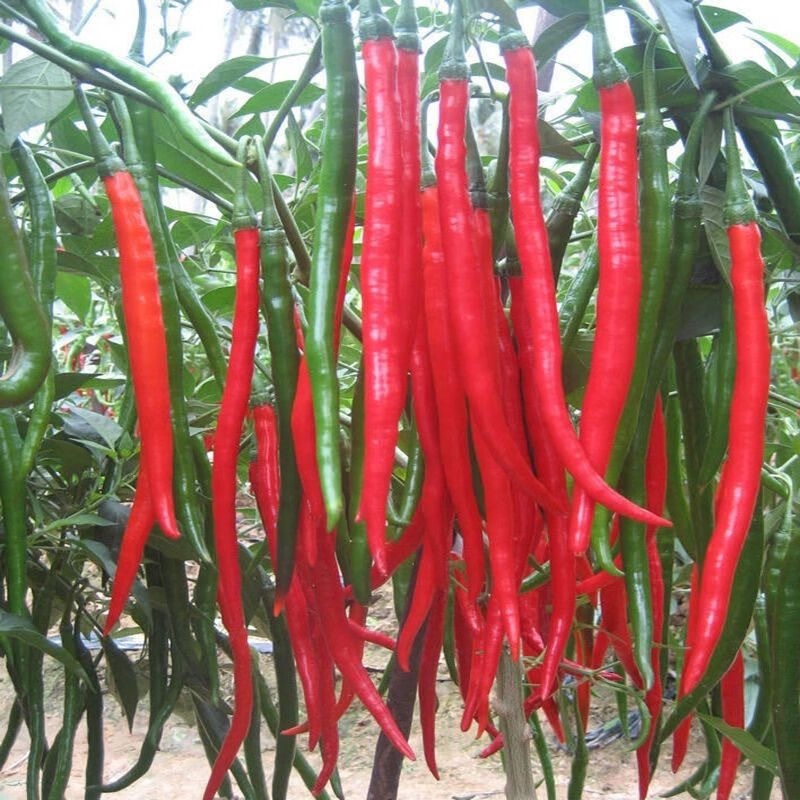 Red Long Chili Seeds for Planting (100 Seeds)-High Yield | Shopee ...