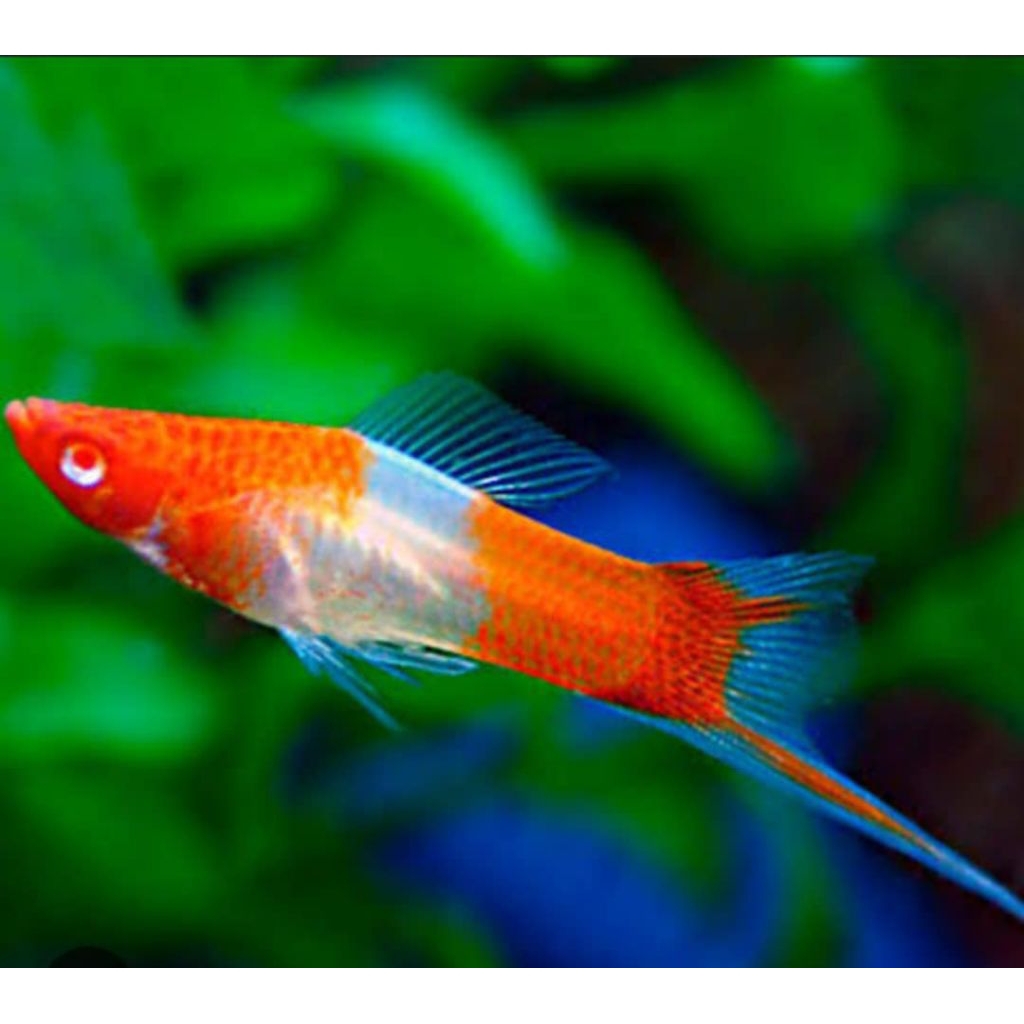 artificial plants & kuhako koi 5pcs | Shopee Philippines