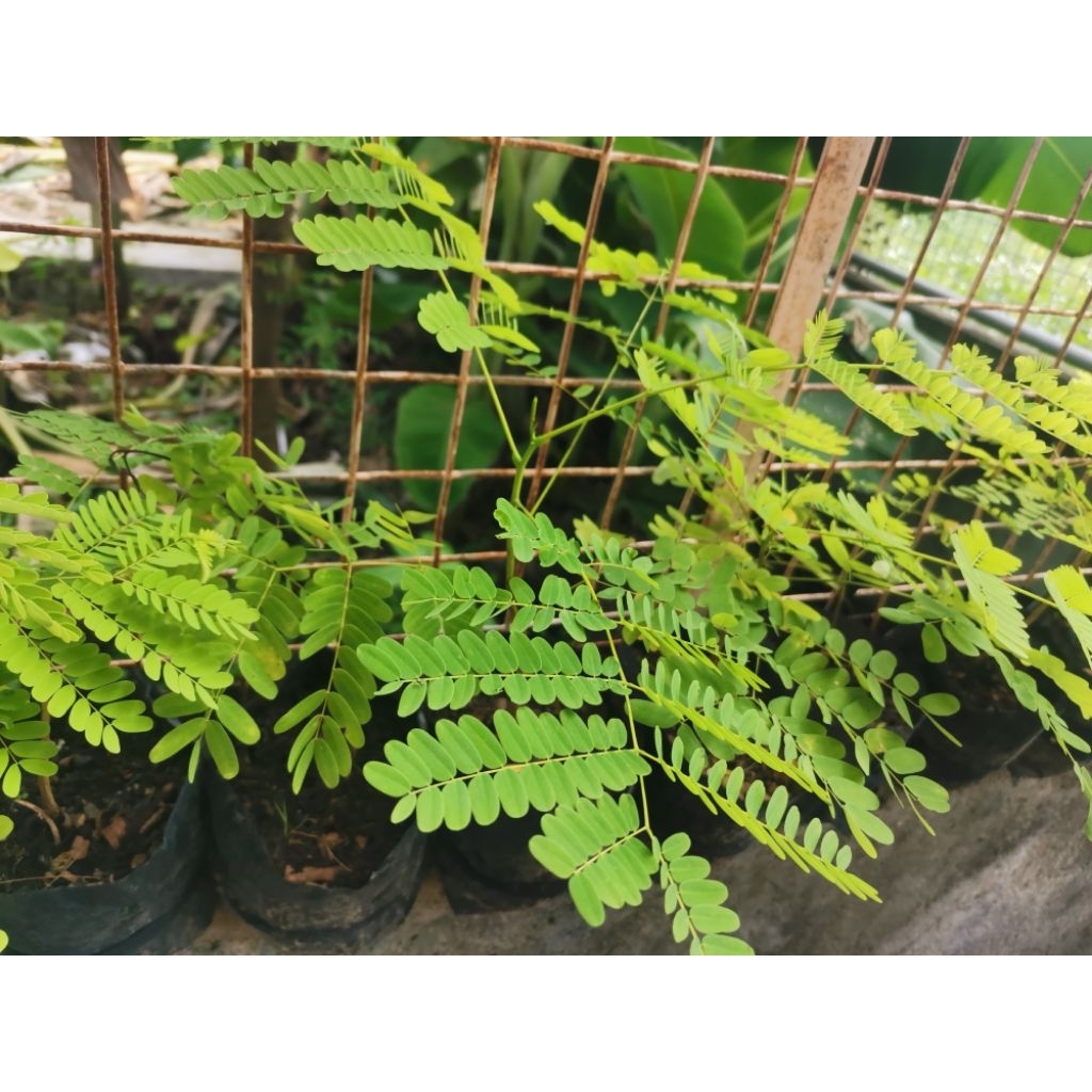 fire tree(red) seedling in plastic bag. buy 1 take 1 | Shopee Philippines
