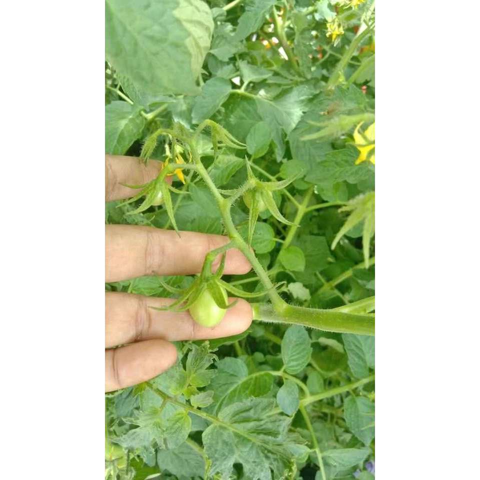 BUY 1 GET 1 FREE KAMATIS LIVE PLANT (NOT Seeds) with FREE garden soil ...