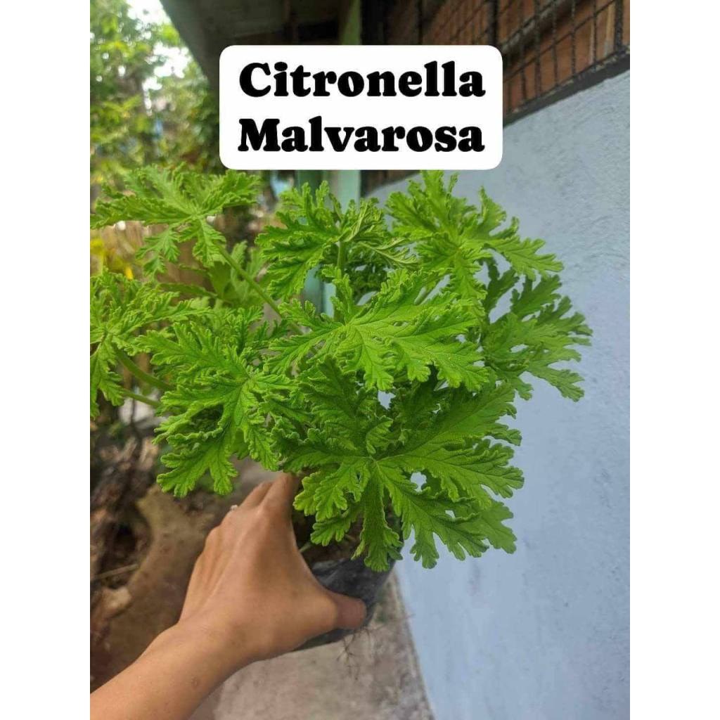 BUY 1 GET 1 FREE CITRONELLA MALVAROSA 'ANTI MOSQUITO LIVE PLANT (NOT ...