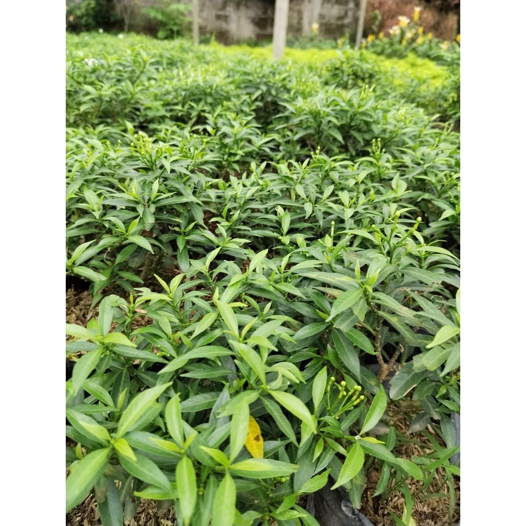 PANDAKAKI PLANTS for sale | Shopee Philippines