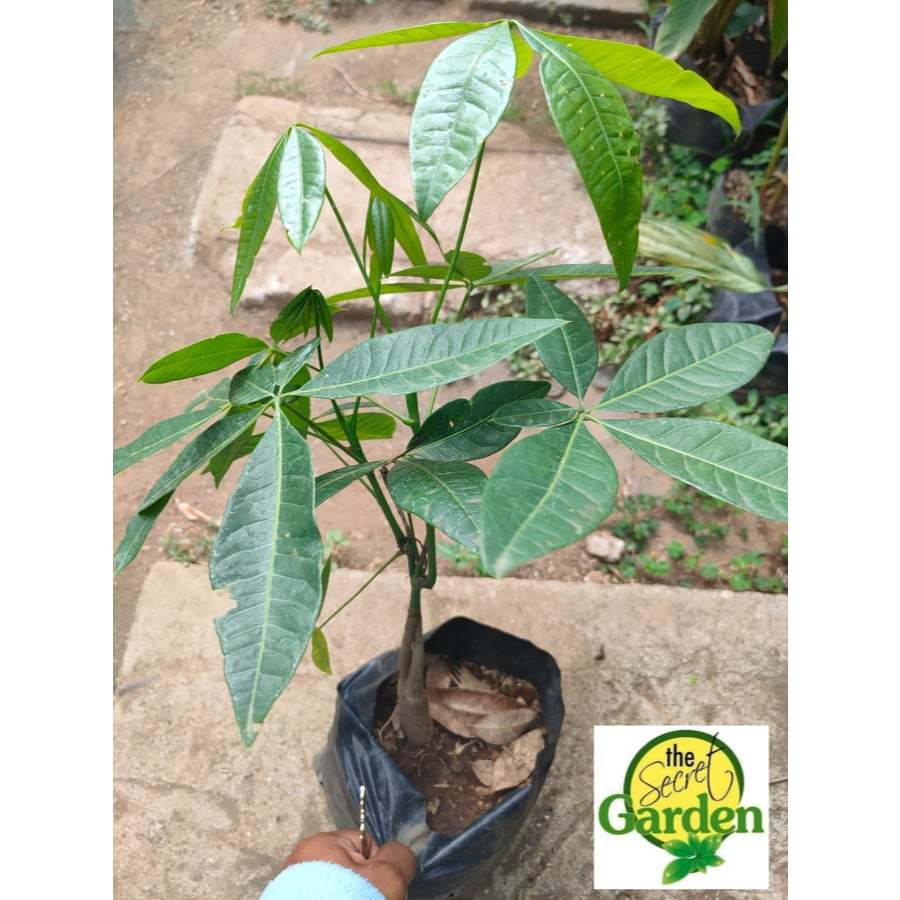 BUY1 TAKE1 MONEY TREE 1 STEM PLANT (not seeds) with FREE plastic pot ...