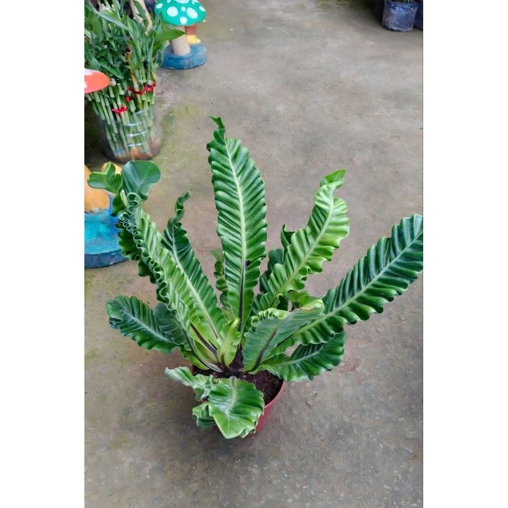 COBRA FERN(BIG AND LUSH) | Shopee Philippines