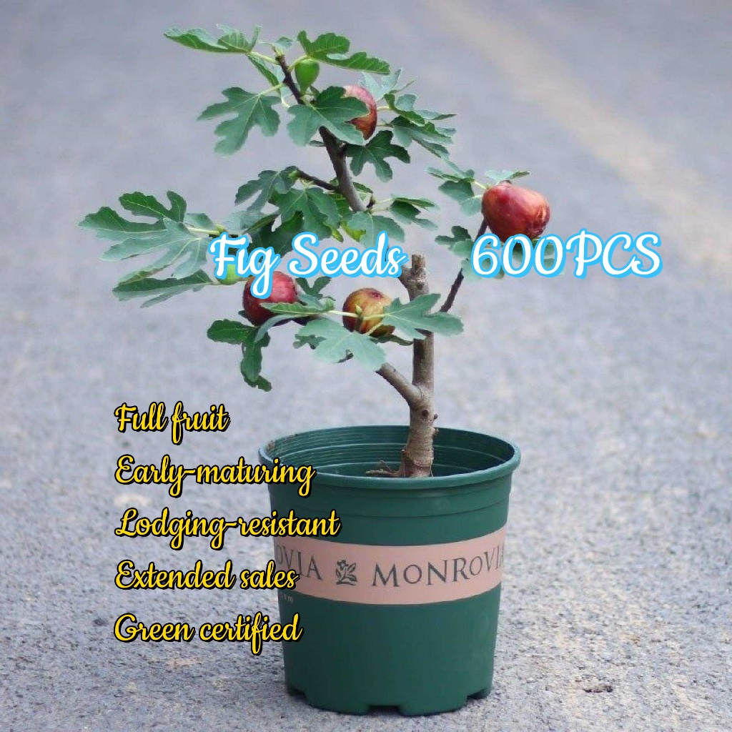 Bonsai Fig Igos Tree Seeds for Planting Fruit Plants (600 Seed ...