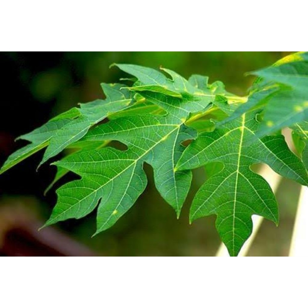 B1T1Fresh Dahon ng PAPAYA/100% Organic/Papaya Leaves/Freshly Pick 100g ...
