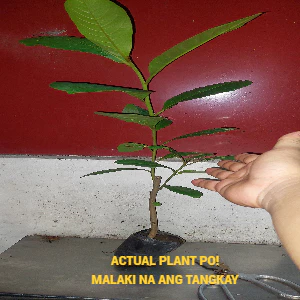 african talisay plants - Best Prices and Online Promos - Aug 2025 ...