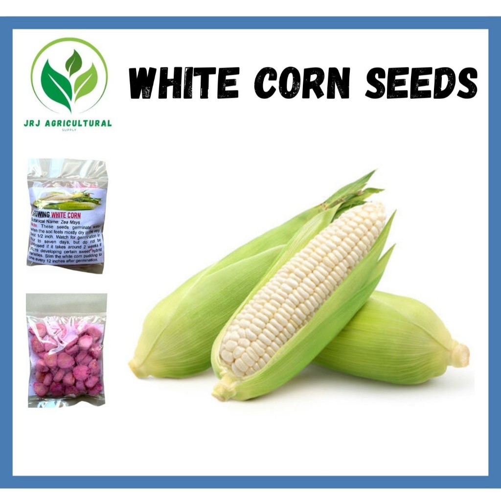 White Corn LAGKITAN ( 20pcs Seeds ) - 1pack | Shopee Philippines