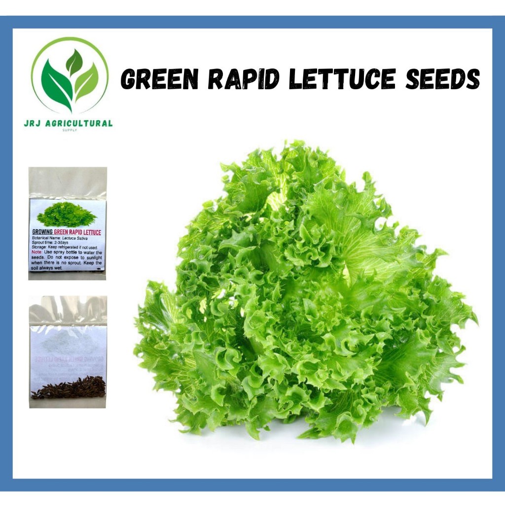 Green Rapid Lettuce ( 200+ pcs seeds) - 1pack | Shopee Philippines