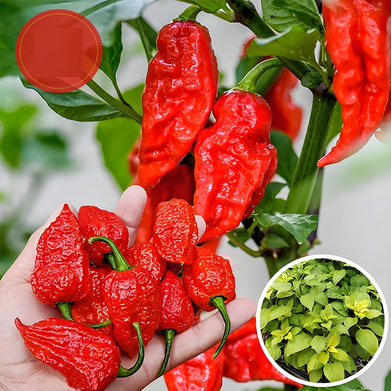 Premium Pack Red Indian Devil Pepper Seeds ( 50 Seeds ) - Basic Farm ...