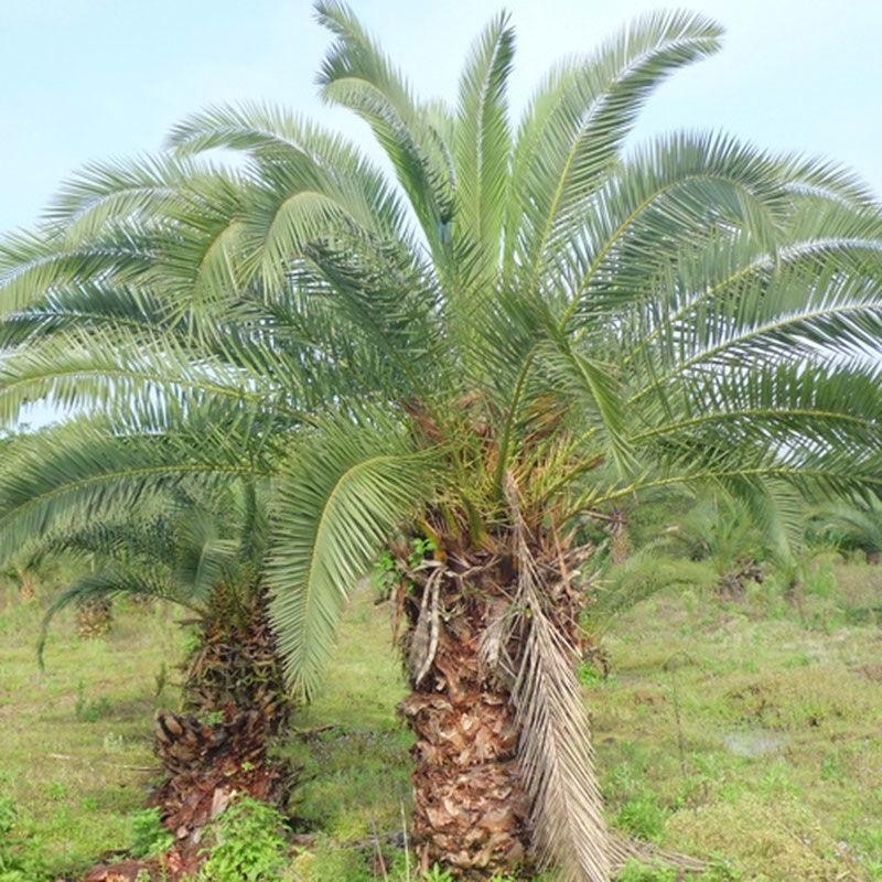 (3Seeds) Dates fruit seeds - Seeds for planting chinese dates ...