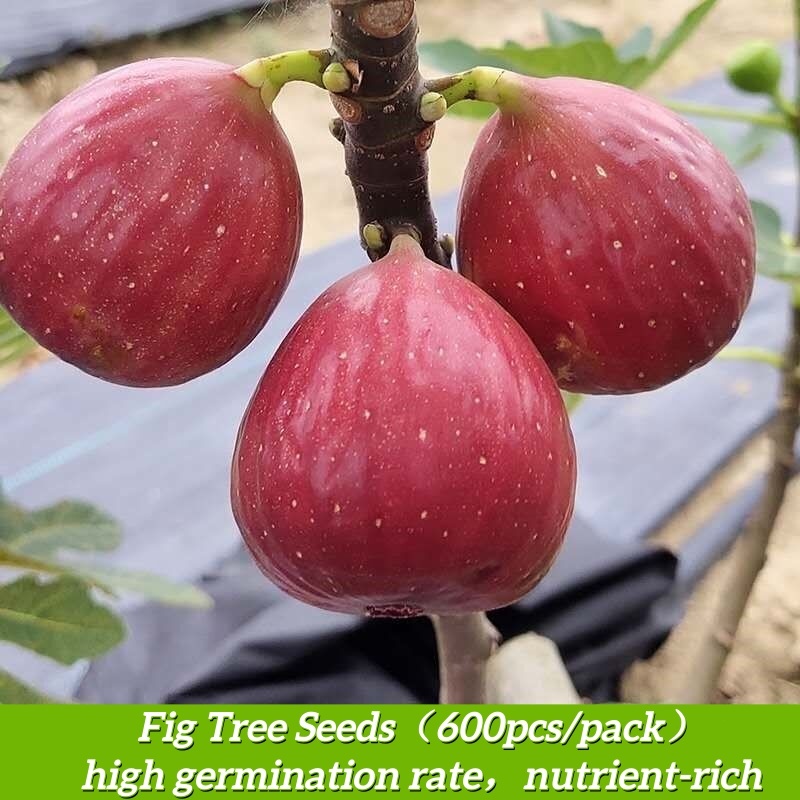 600PCS/PACK Fig Seeds for Planting- utrient-Rich Fruit, High Sprouting ...