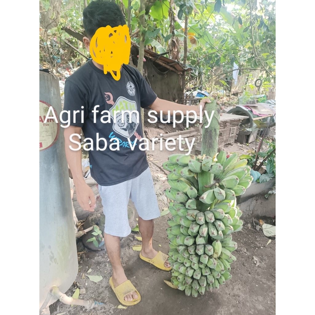 saging bulbs/ lakatan/ Saba variety. | Shopee Philippines