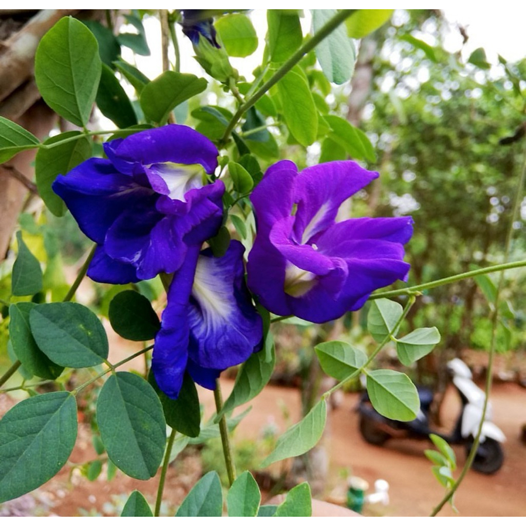 Shop blue ternate for Sale on Shopee Philippines
