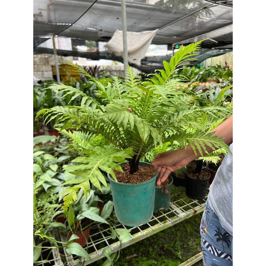 Blechnum Fern Plant (Not Seed) for Indoor and Outdoor Plant includes ...