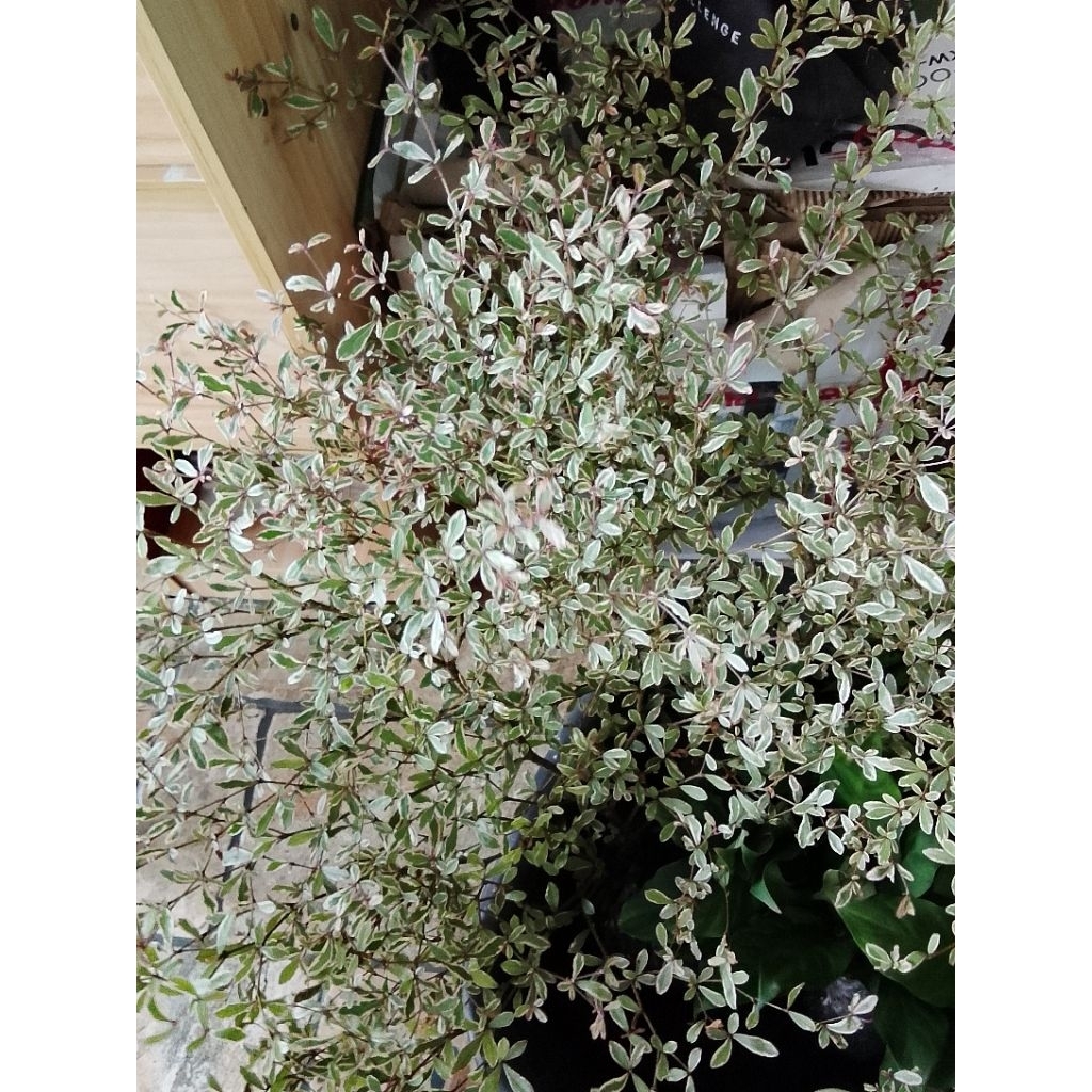 Variegated African Talisay Medium size | Shopee Philippines