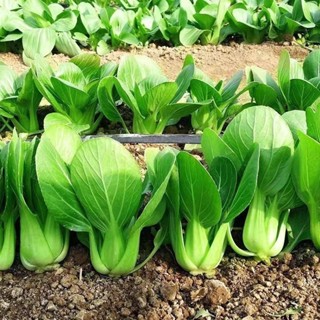 500 Yielding Variety Pak Choi Seed Pechay Seeds for Sale Vegetable ...