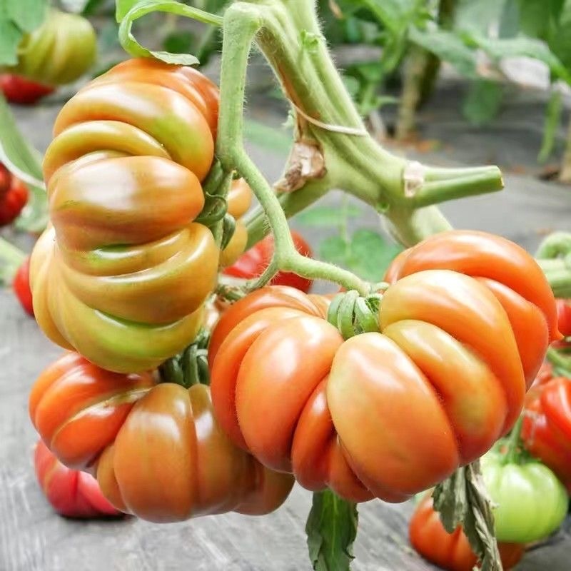 Pearl Tomato Seeds 200 Seeds/Pack Premium Quality High Yield Easy/F1 ...