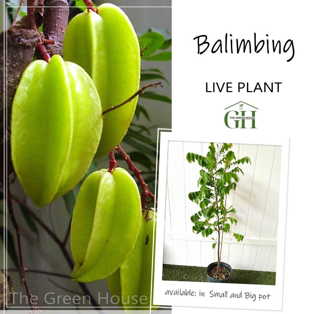 BALIMBING BUY 1 TAKE 1 GRAFTED SEEDLINGS | Shopee Philippines