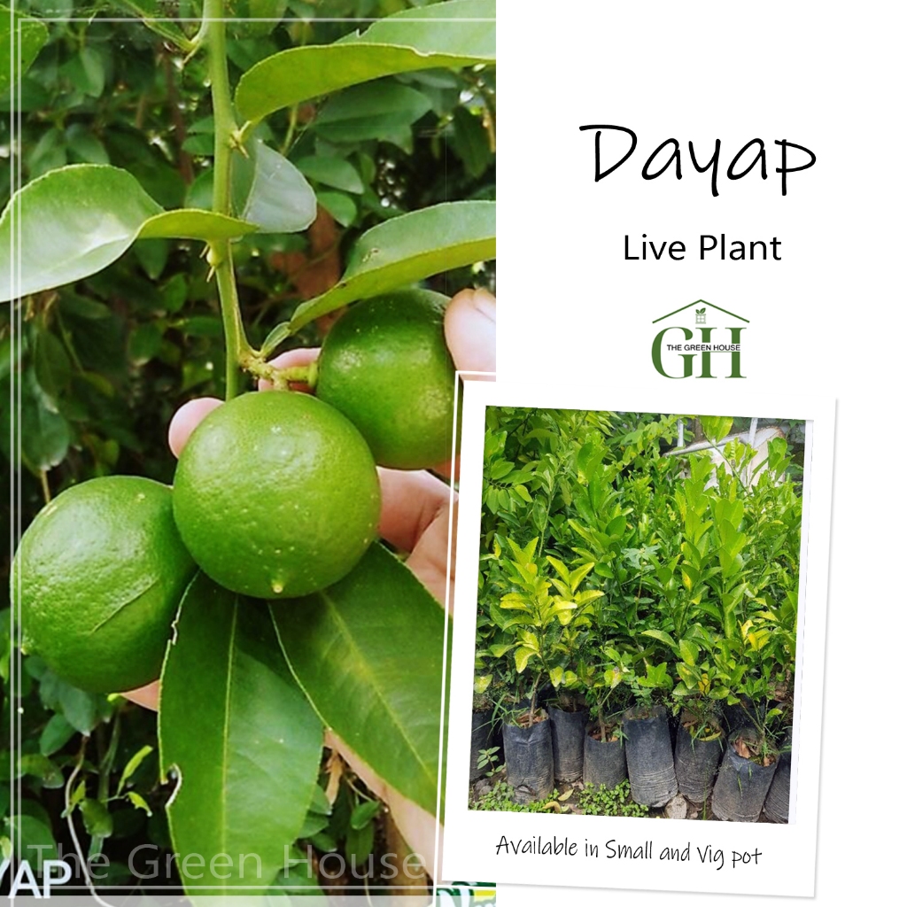 DAYAP BUY 1 TAKE GRAFTED SEEDLINGS. | Shopee Philippines