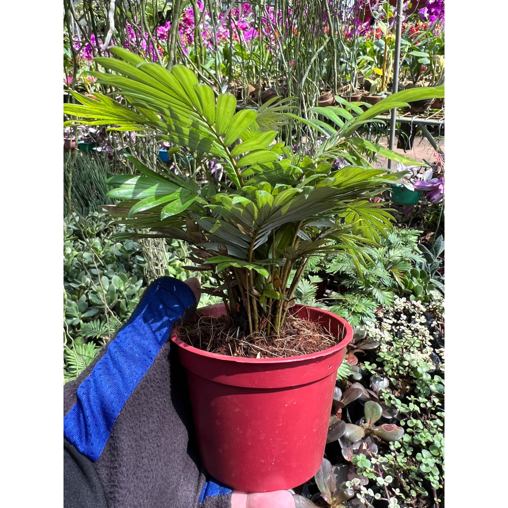 Parlor Palm Plant (20-25cm) (Not Seed) for Indoor and Outdoor with ...
