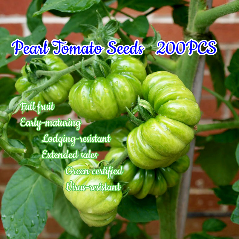 100% Organic, Non-GMO PEARL TOMATO / (200 seeds) BEEF STEAK TOMATO High ...