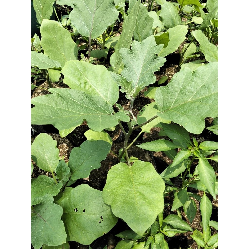 Eggplant - Talong Live Plants | Shopee Philippines