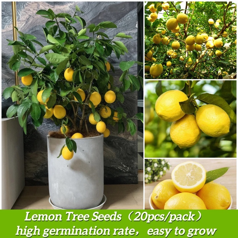 20pcs/pack Premium Lemon Tree Seeds for Planting, Fast-Sprouting Lemon ...