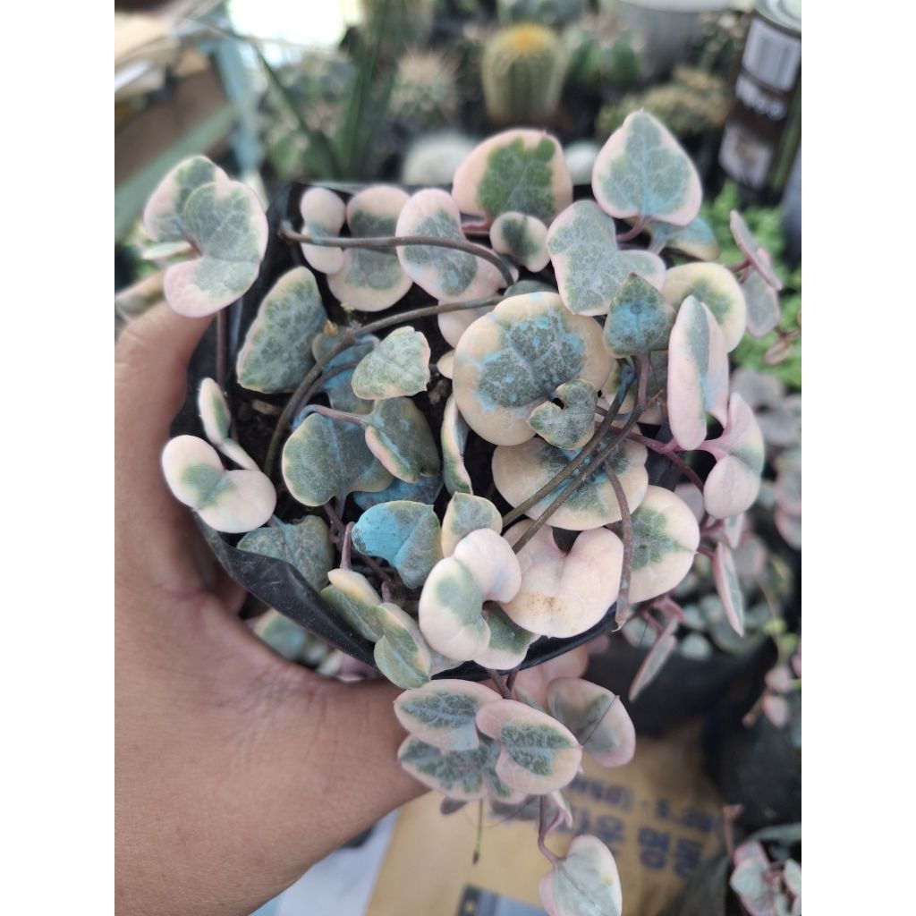 variagated string of heart | Shopee Philippines