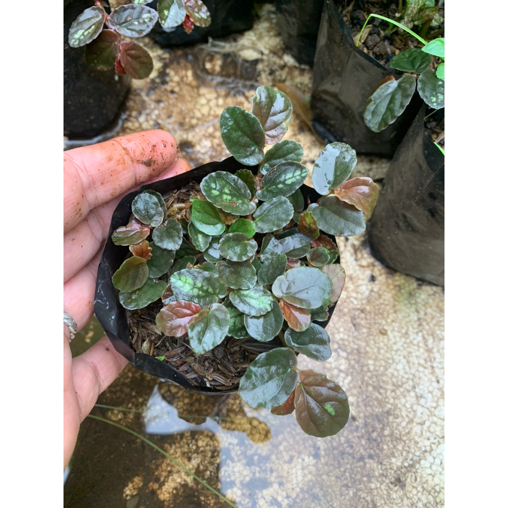 Pellonia Repens or Volcanic Plant | Shopee Philippines