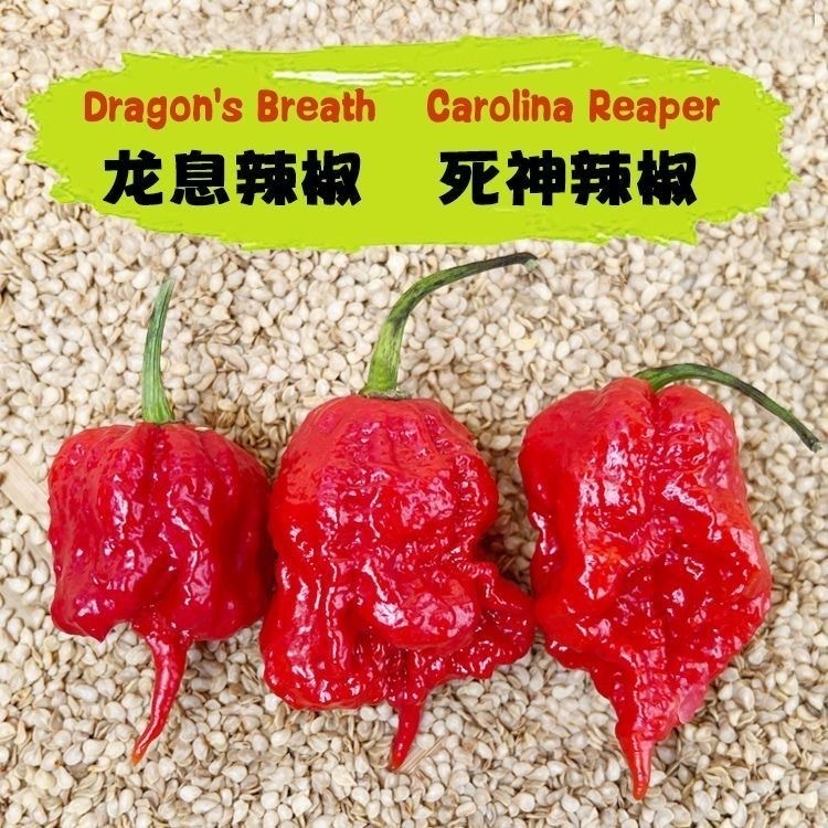 150seeds/pack Carolina Reaper Seeds - Hot Pepper Seeds - Chili Pepper Seeds Vegetable Seeds F1 ...