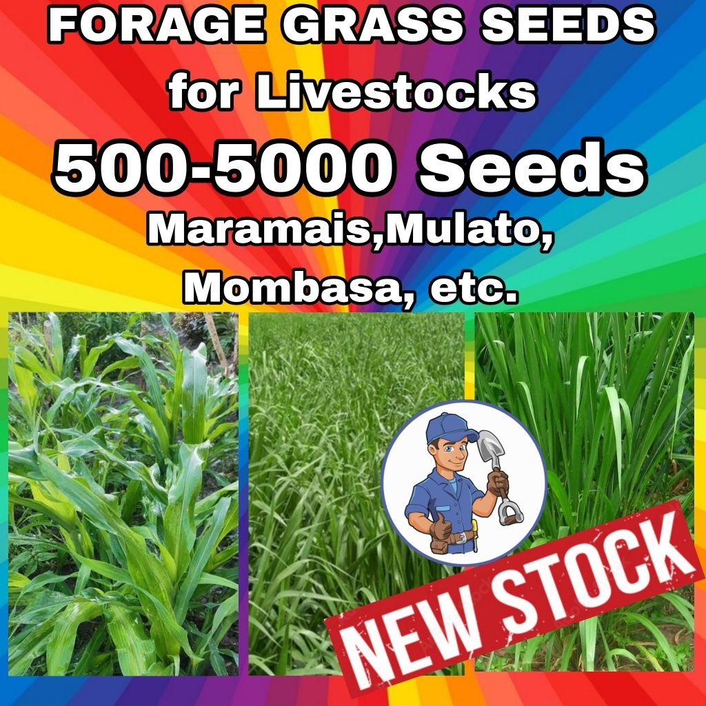 Forage Grass Seeds for Livestocks| Maramais, Mulato, Mombasa, Rensonii ...