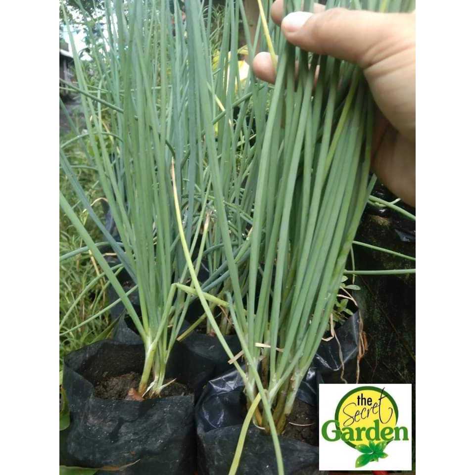 BUY 1 GET 1 FREE SIBUYAS LIVE PLANT (NOT Seeds) with FREE garden soil ...