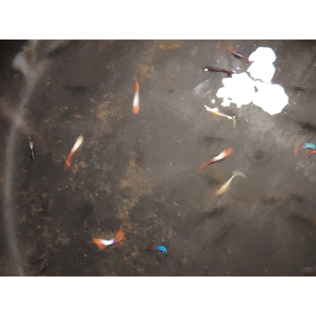 guppy culls, guppy chops 2+1 free promo for 88 pesos only! | Shopee ...