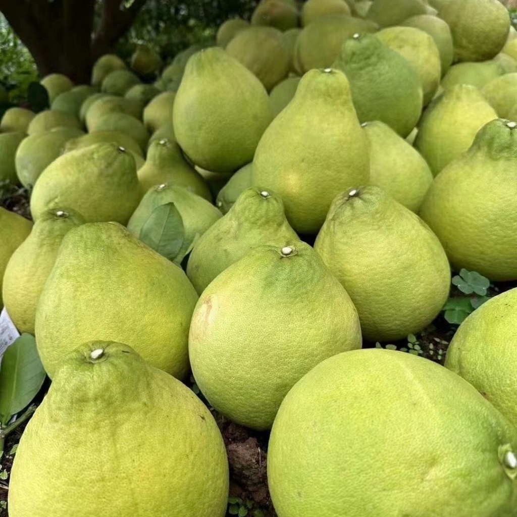 10seedS pomelo seeds for Planting Bonsai Tree Seeds Dwarf Fruit Bearing ...